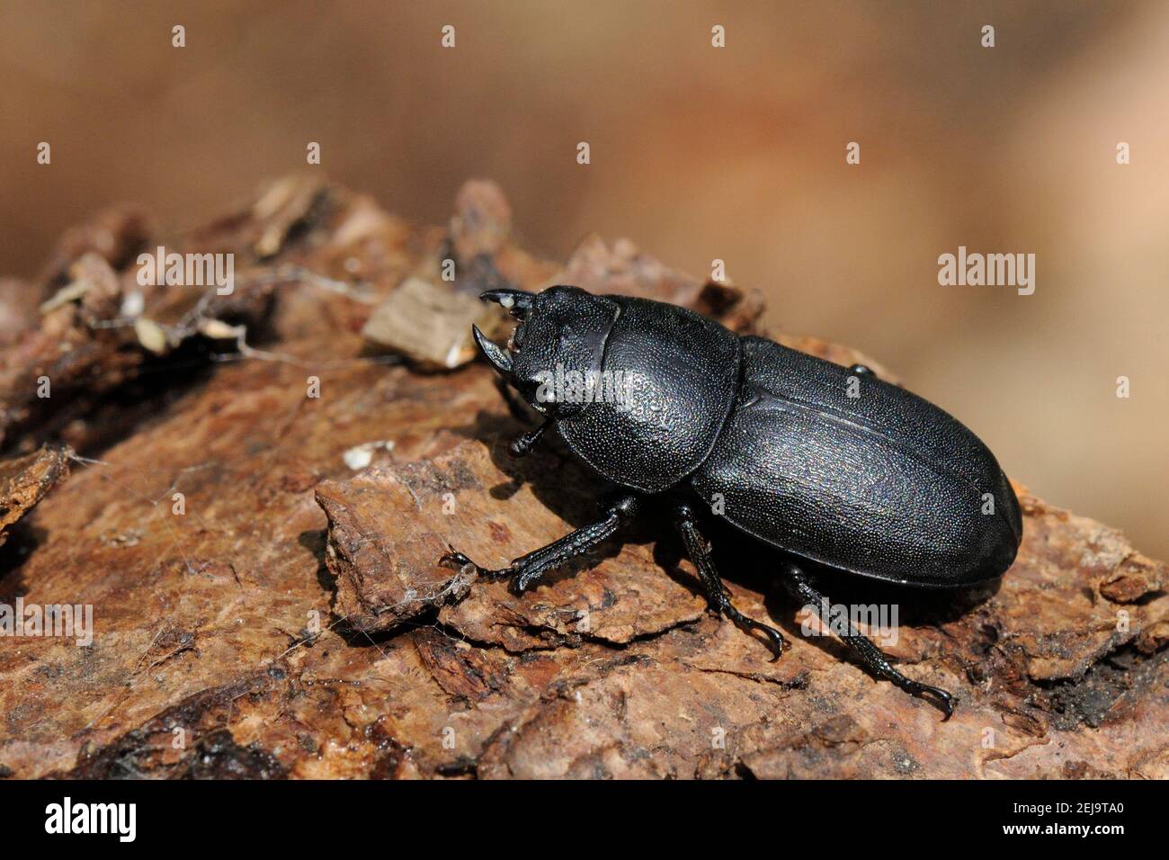 Stag beetle log pile hi-res stock photography and images - Alamy