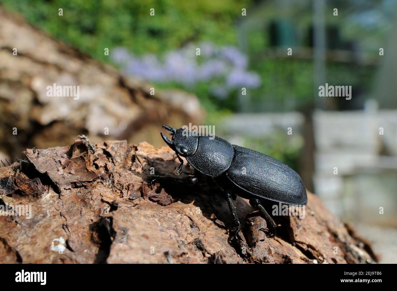 Stag beetles hi-res stock photography and images - Alamy
