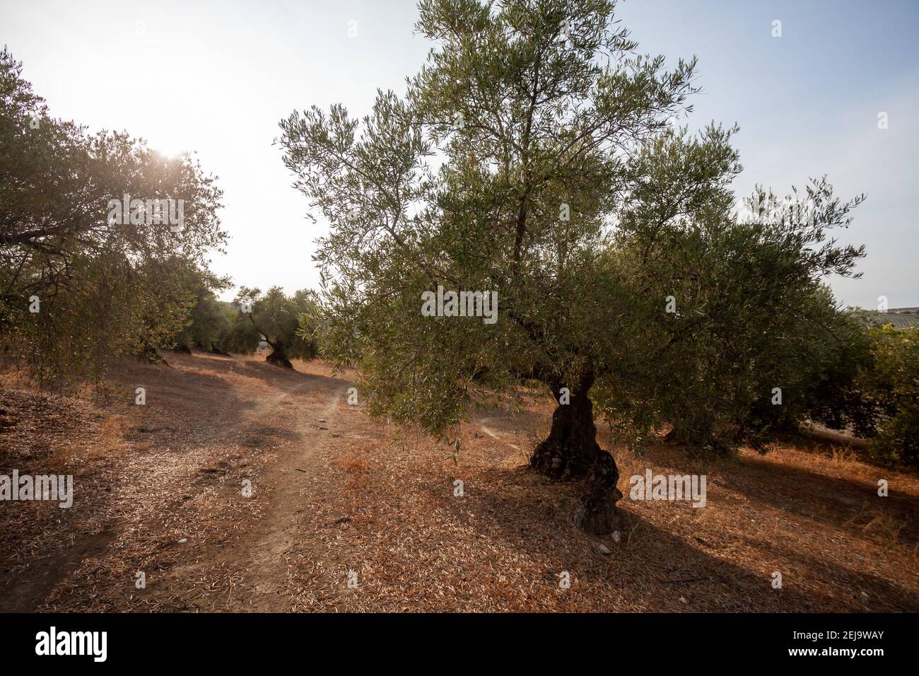 Beautiful Olive Trees Plantation Stock Photo - Alamy