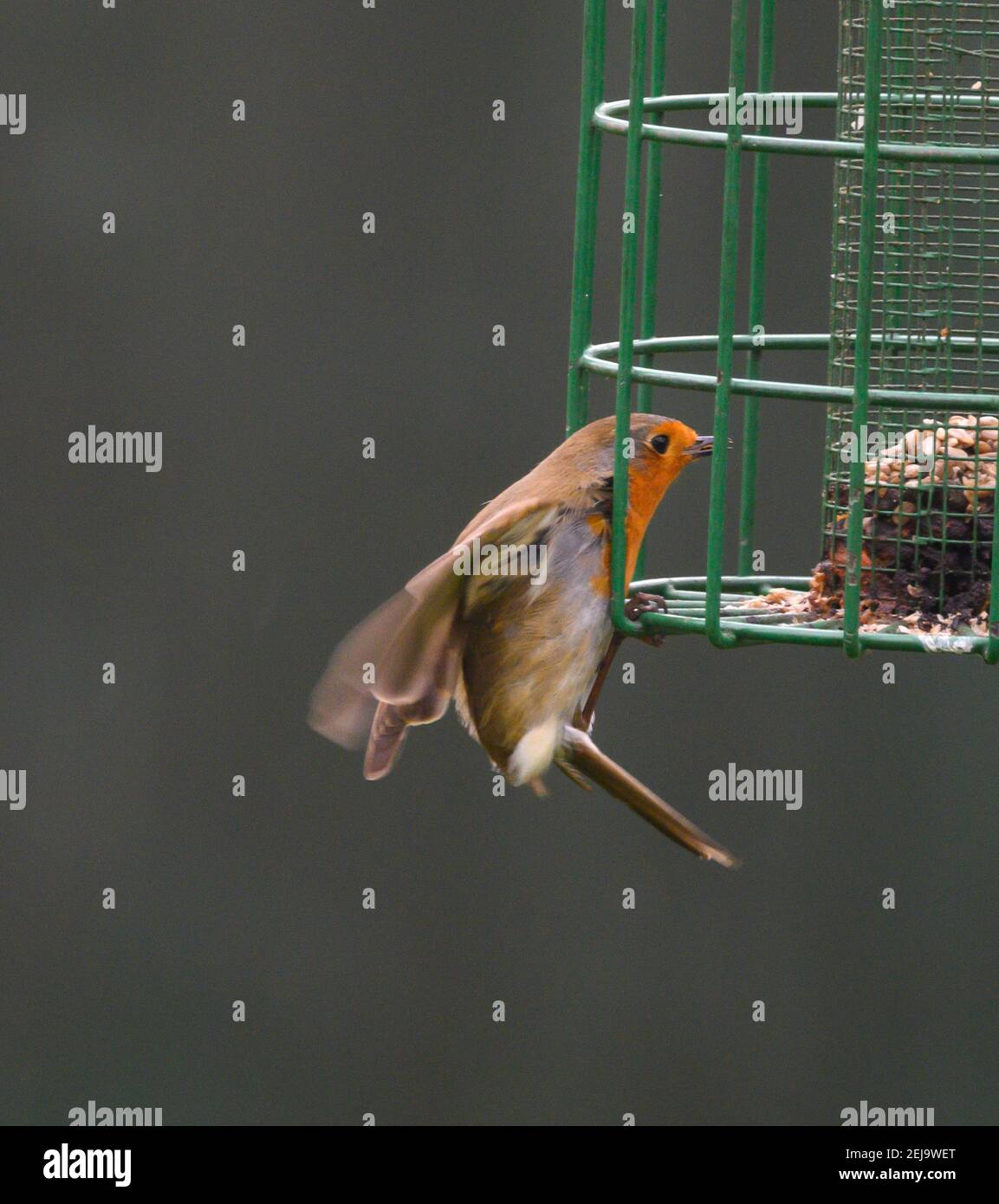 Hanging bird feeders hi-res stock photography and images - Alamy