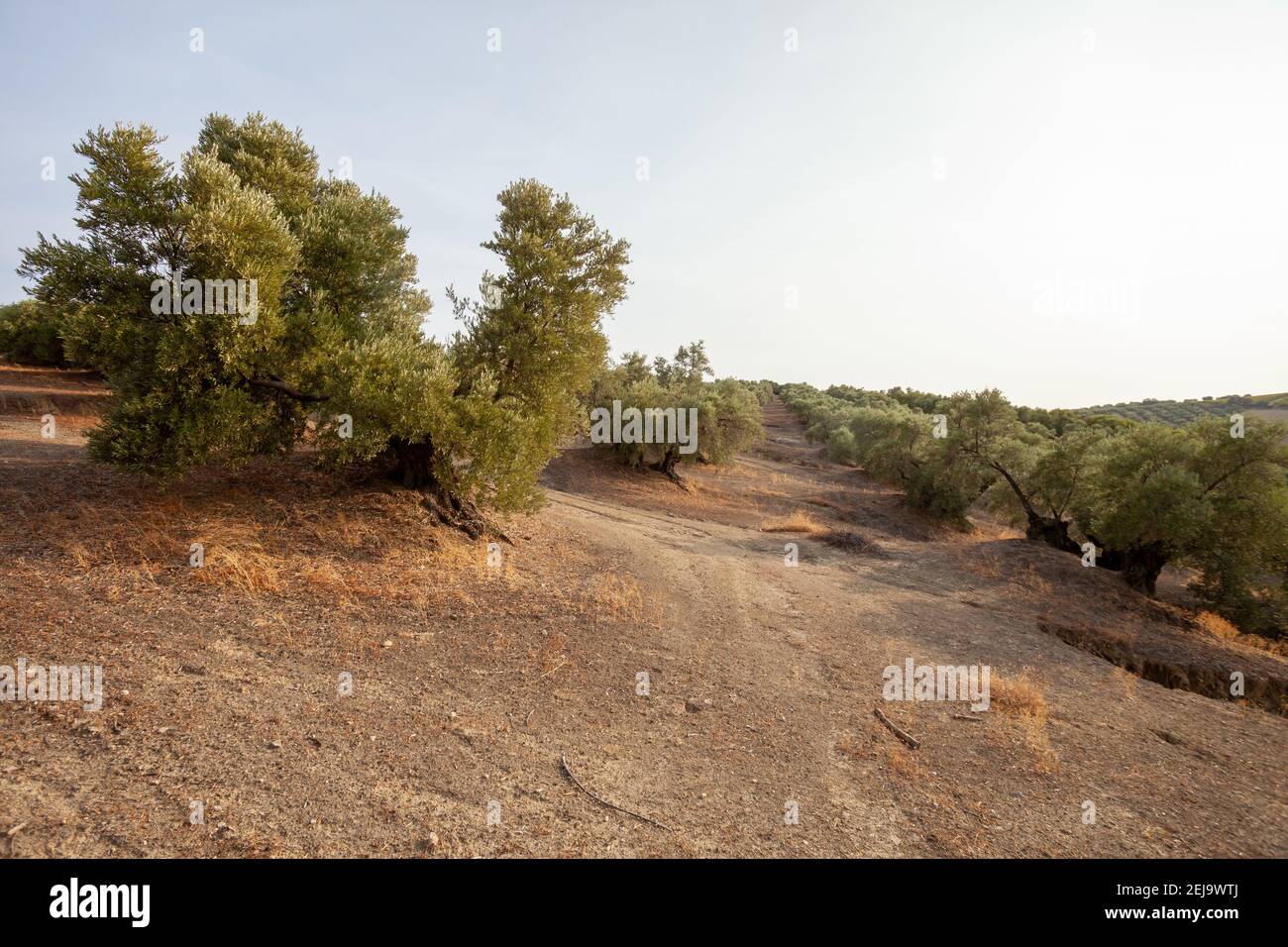Beautiful Olive Trees Plantation Stock Photo - Alamy