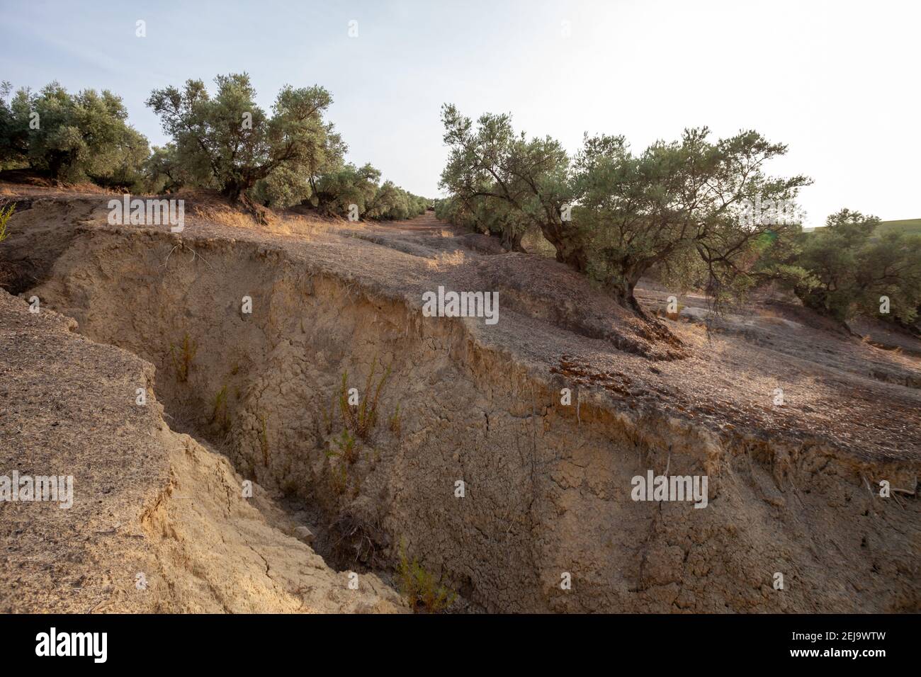 Olive Trees in Countryside Landscape Stock Photo - Alamy