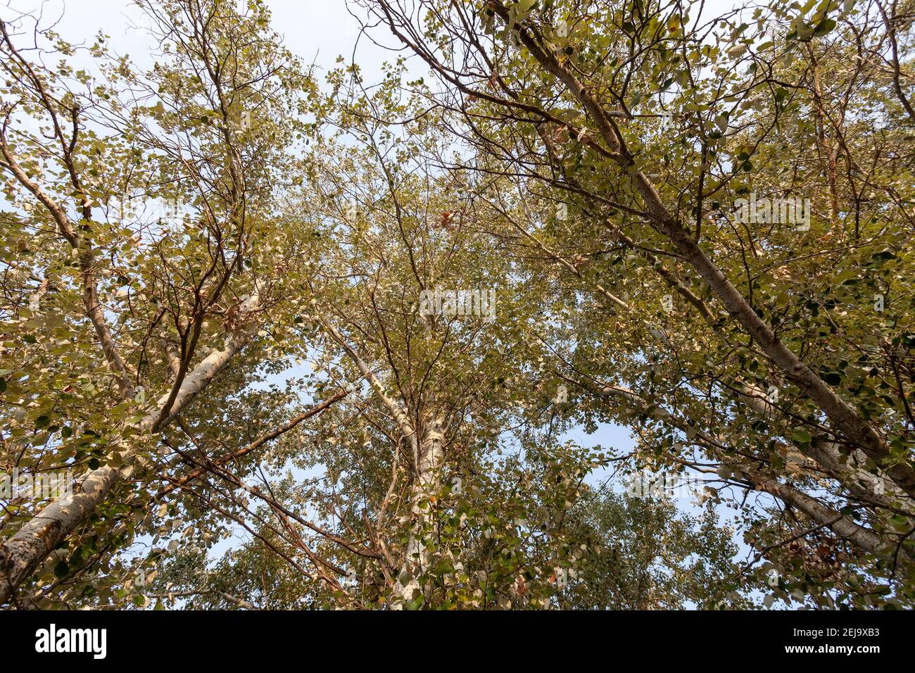 Natural Landscape with Big Trees Stock Photo - Alamy
