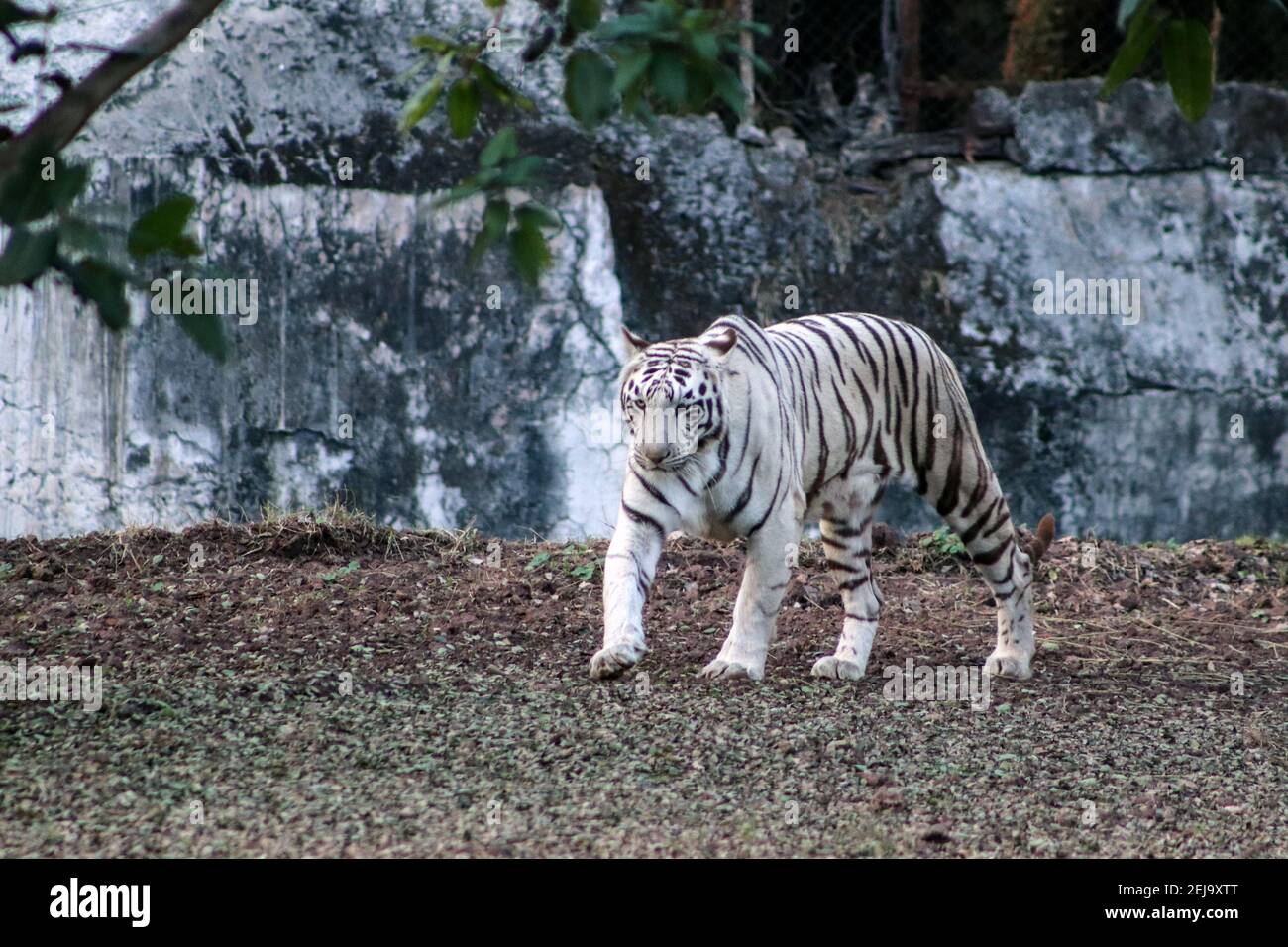 A white tiger at Chhatbir Zoo, a zoological park constructed in the 1970s and home to a large ...