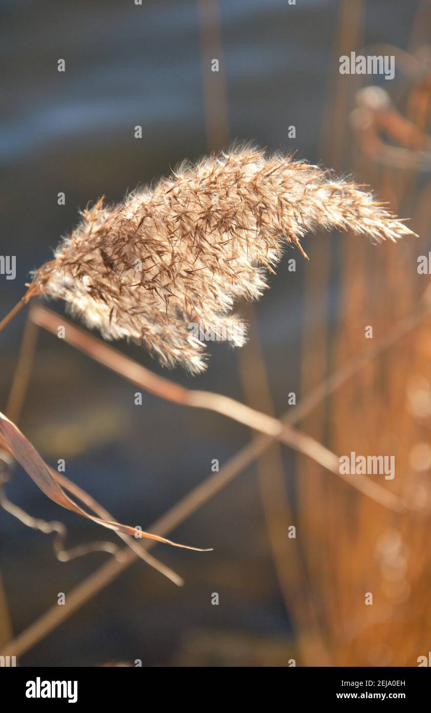 Dry reed plume in the wind with seeds back lit in winter on a river ...