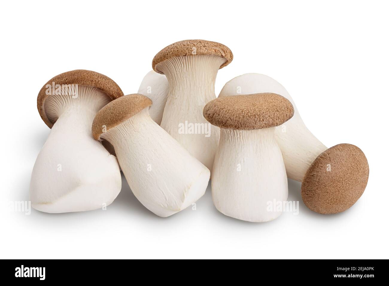 King Oyster mushroom or Eringi isolated on white background with ...