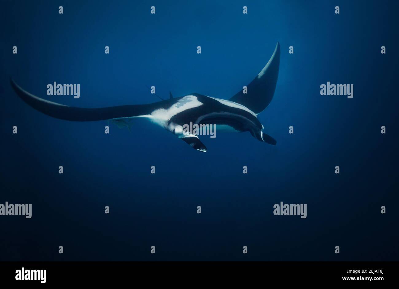 View from above of big magnificent manta ray swimming deep in the water ...