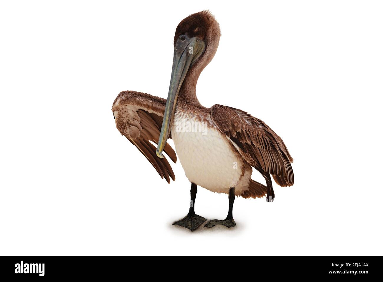 Photo of standing Pelican bird pelecanus occidentalis isolated on white ...