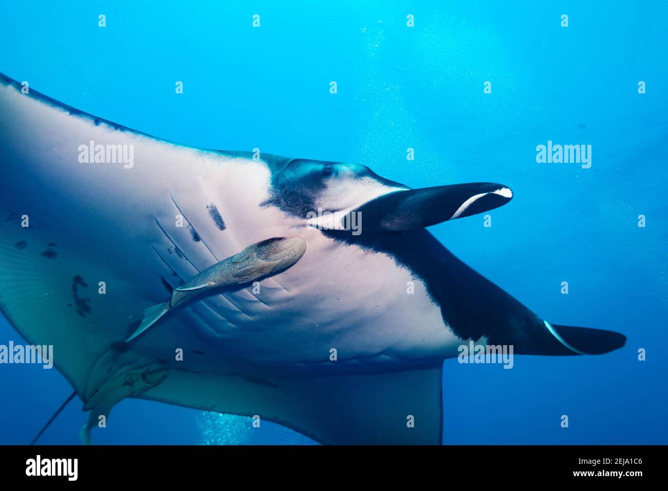 Remora fish attached hi-res stock photography and images - Alamy