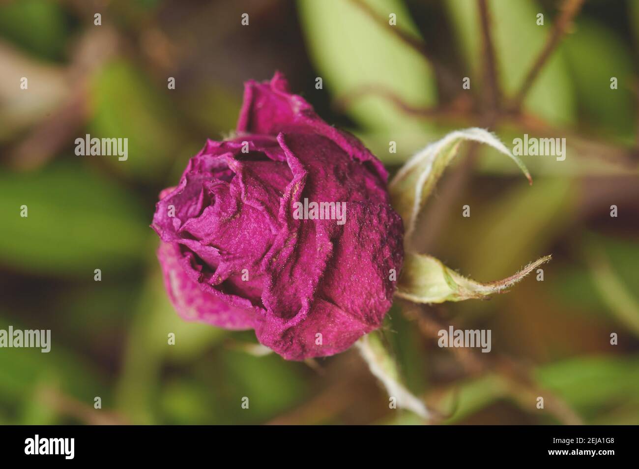 Dry red rose flower on blurred natural background Stock Photo - Alamy