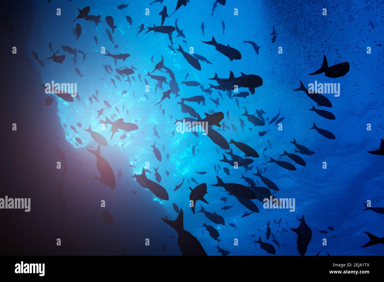 Fish swimming against the current hi-res stock photography and images ...