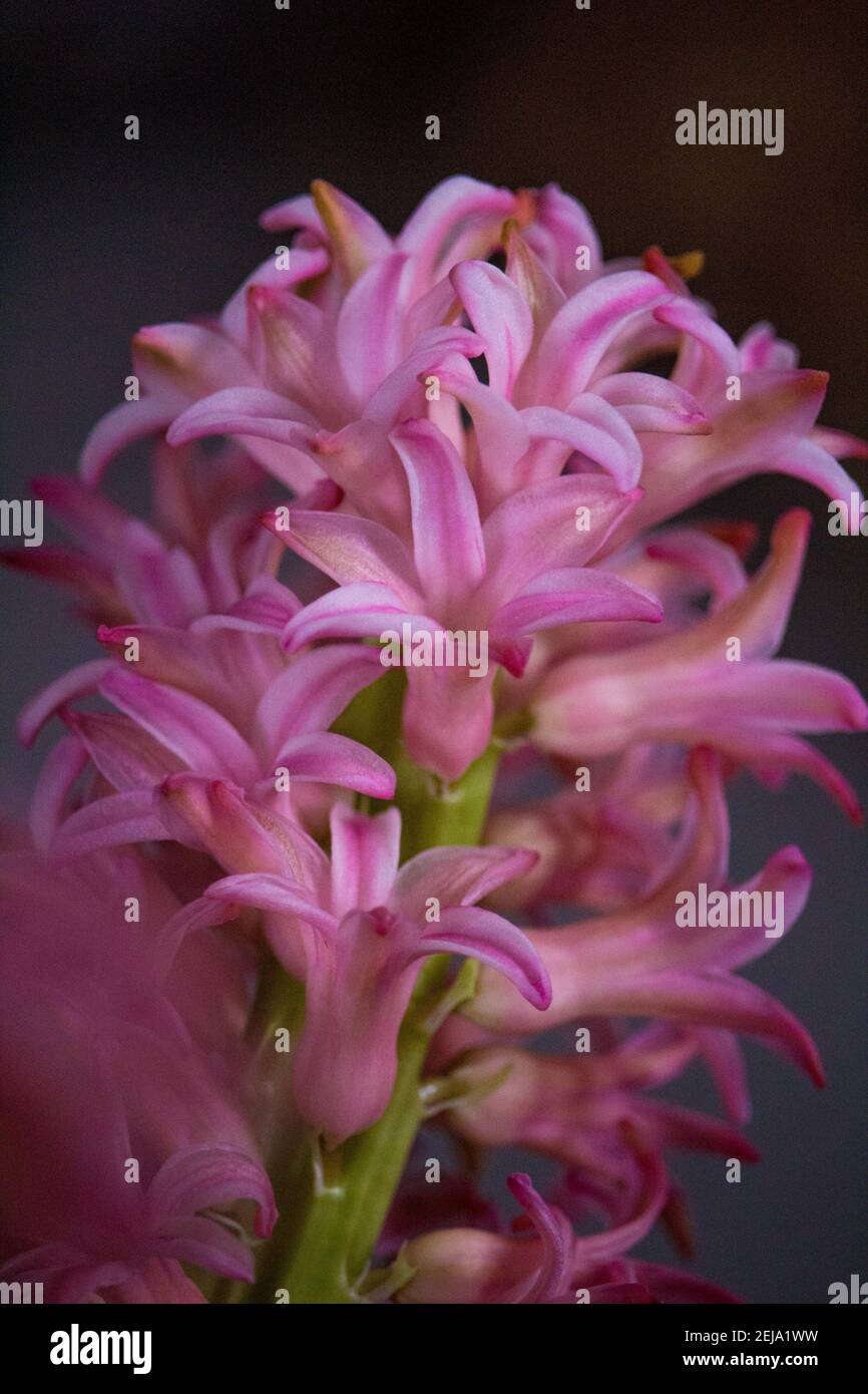 Closeup shot of blooming pink Hyacinthus Stock Photo - Alamy