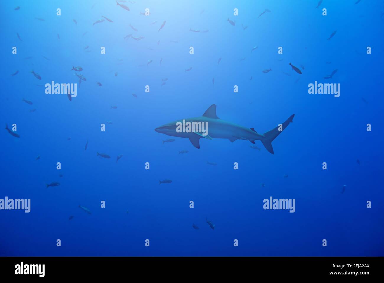 Galapagos or requiem shark, in the family Carcharhinidae swim in the ...