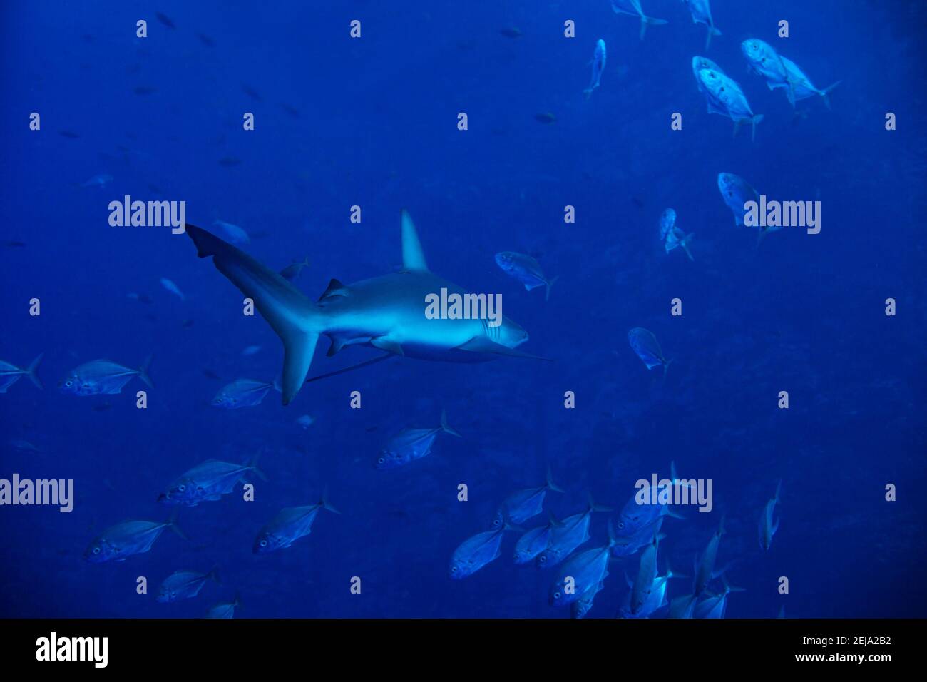 Galapagos or requiem shark, swim in the school of small fishes deep ...