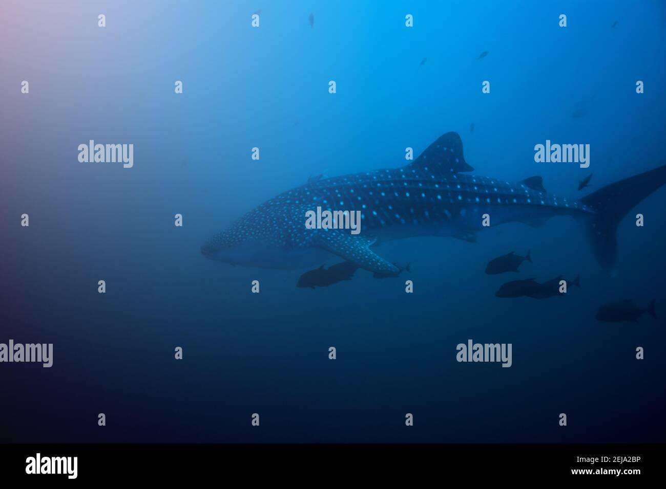 Shark side view hi-res stock photography and images - Alamy