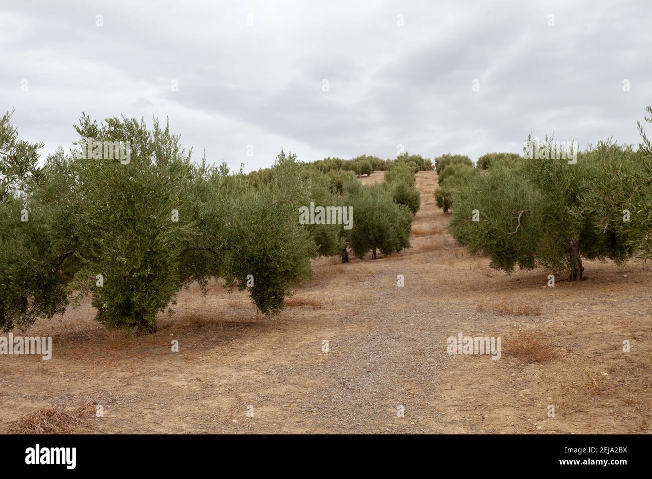 Olive Trees in Countryside Stock Photo - Alamy