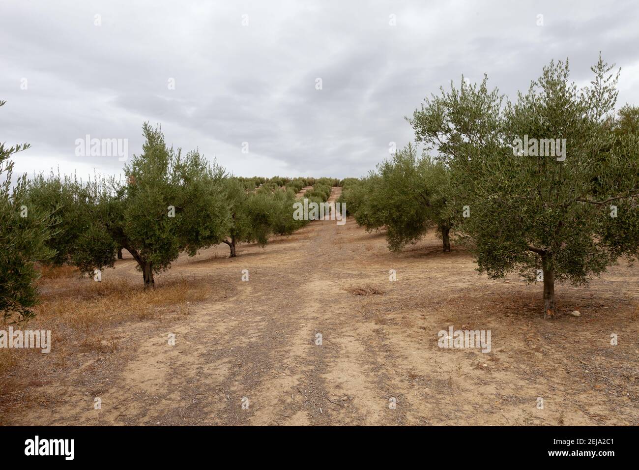 Olive Trees in Countryside Stock Photo - Alamy