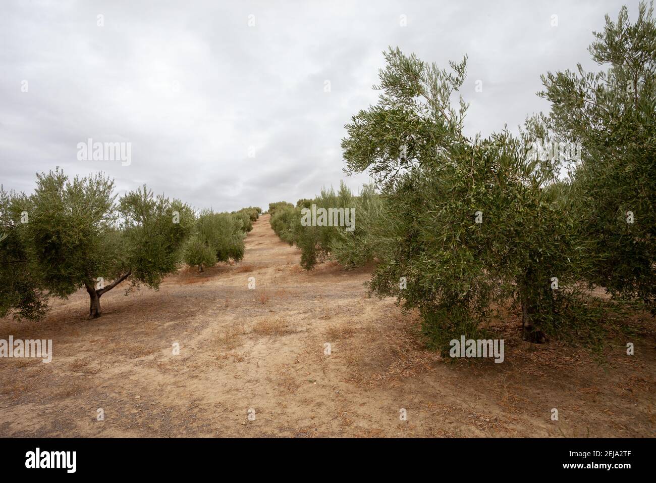 Olive Trees in Countryside Stock Photo - Alamy