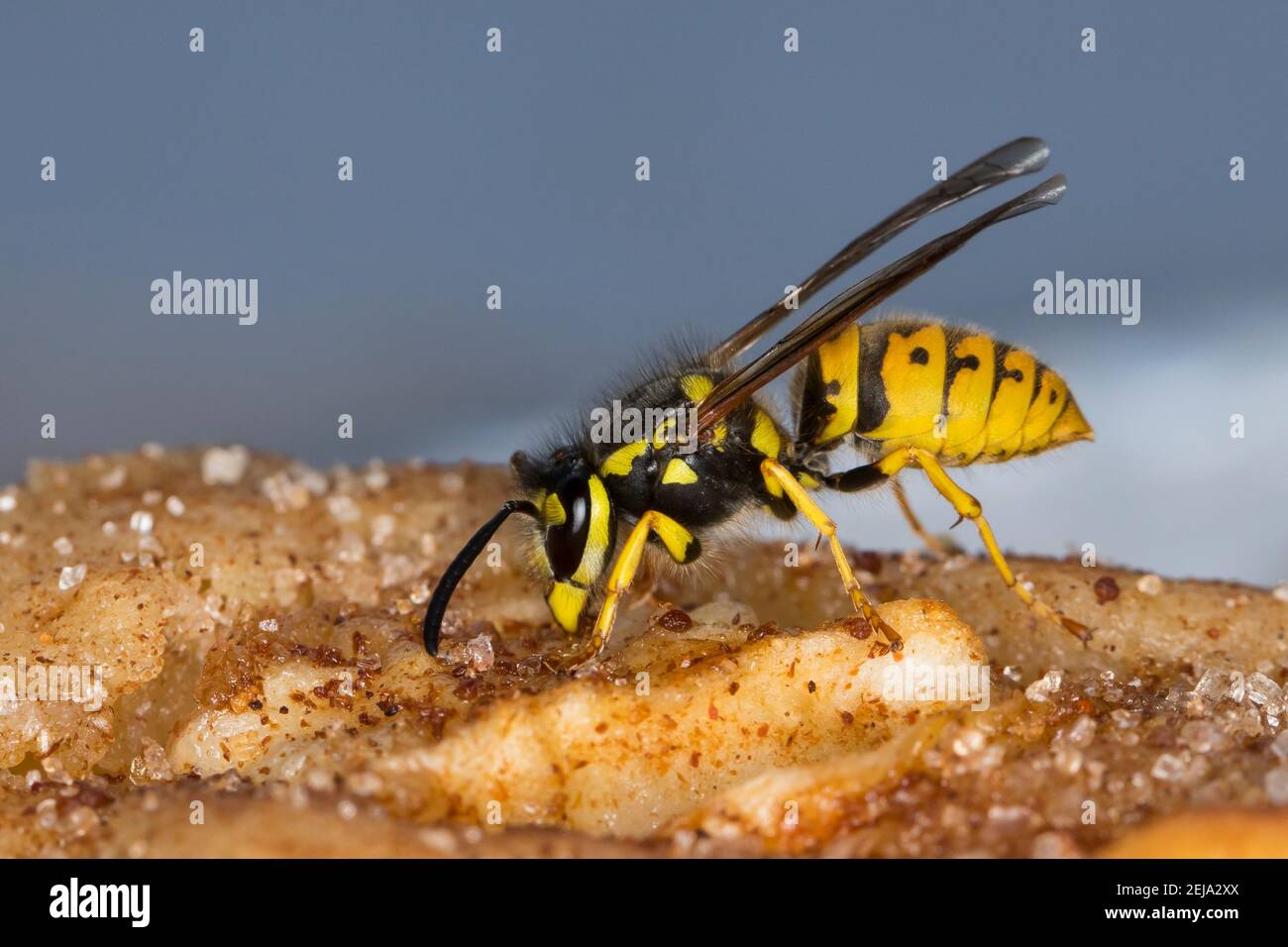 Deutsche yellowjacket vespula germanica hi-res stock photography and ...