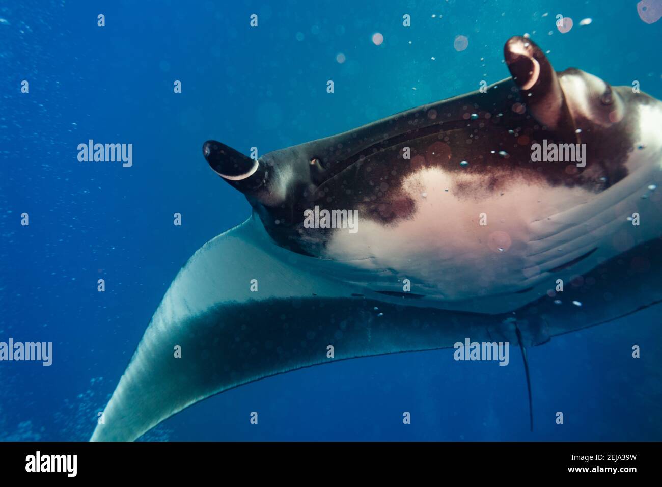 Close photo of beautiful Manta ray in the sunlight swimming to the ...