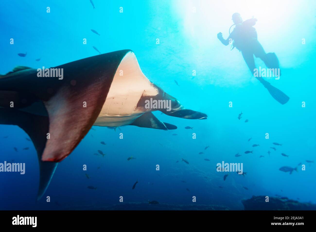 Side photo of beautiful Manta ray in the sunlight swimming near diver ...