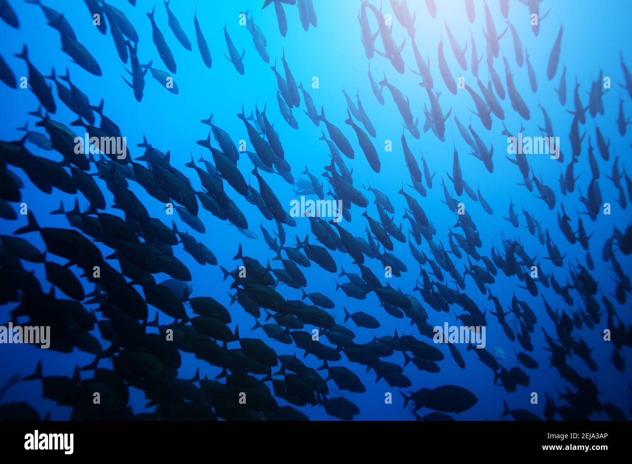 Big fish school swimming deep underwater in Pacific ocean waters Stock ...