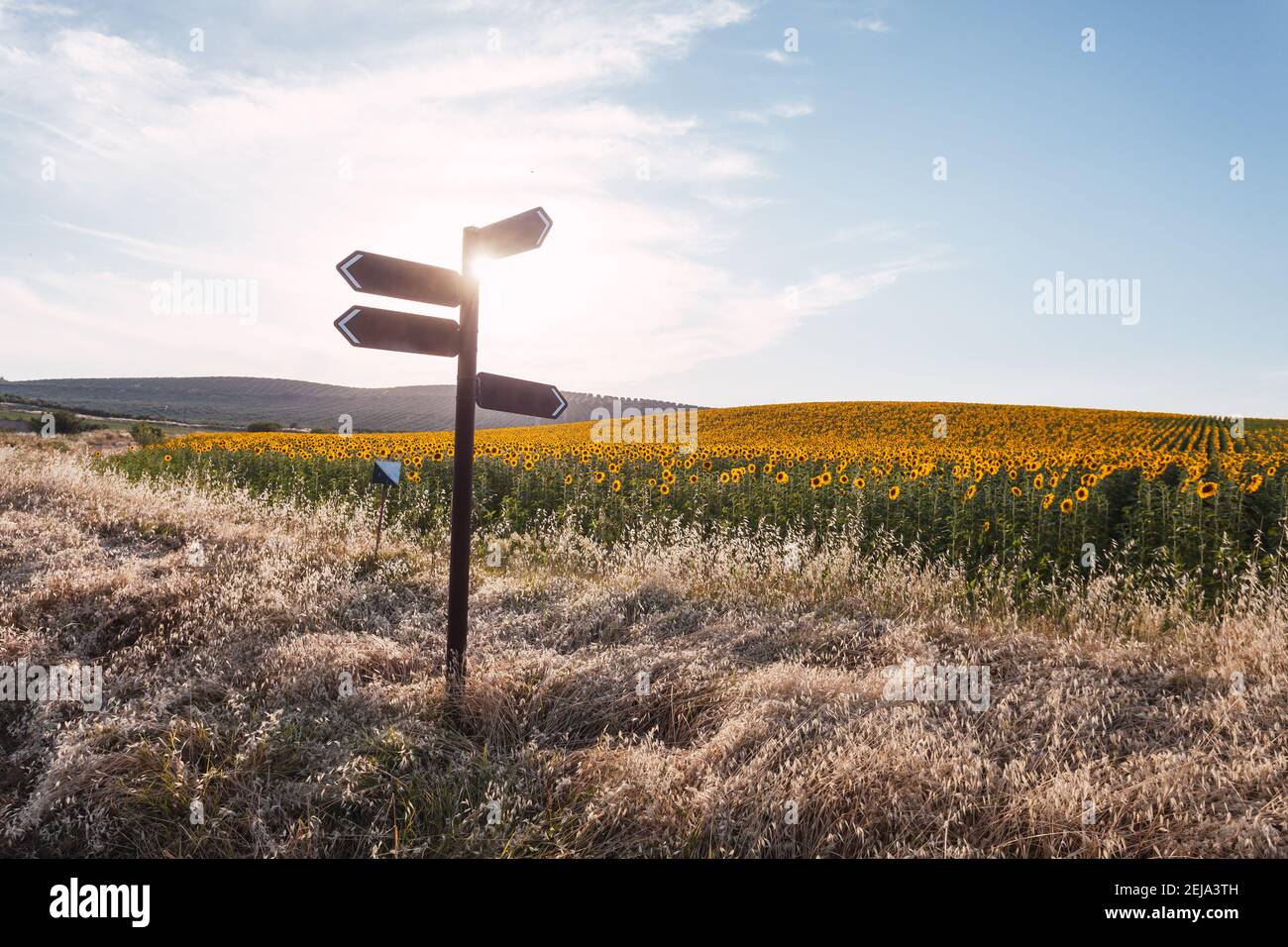 Direction Signpost in the Countryside Stock Photo - Alamy