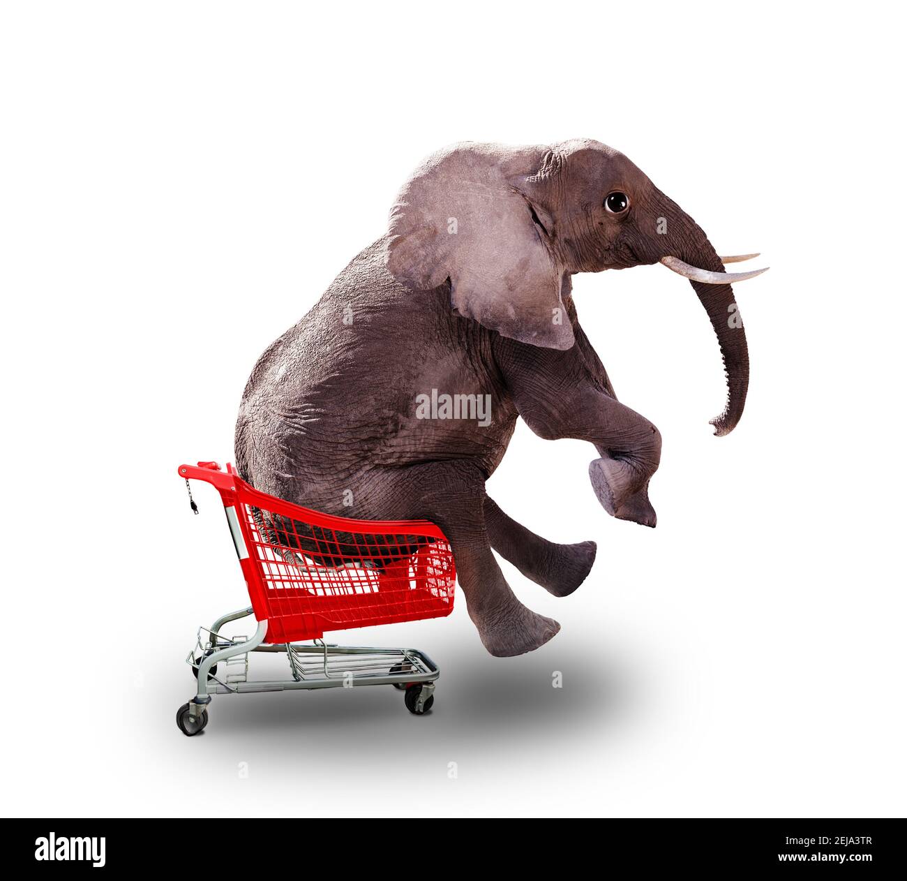 Big African elephant riding a shopping chart isolated on white mixed ...