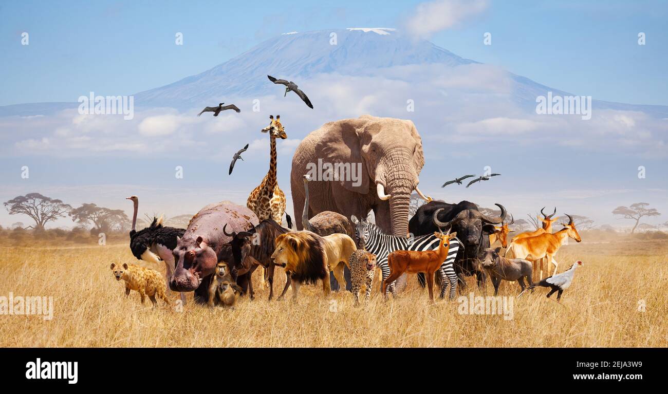 Group of many African animals giraffe, lion, elephant, monkey and ...