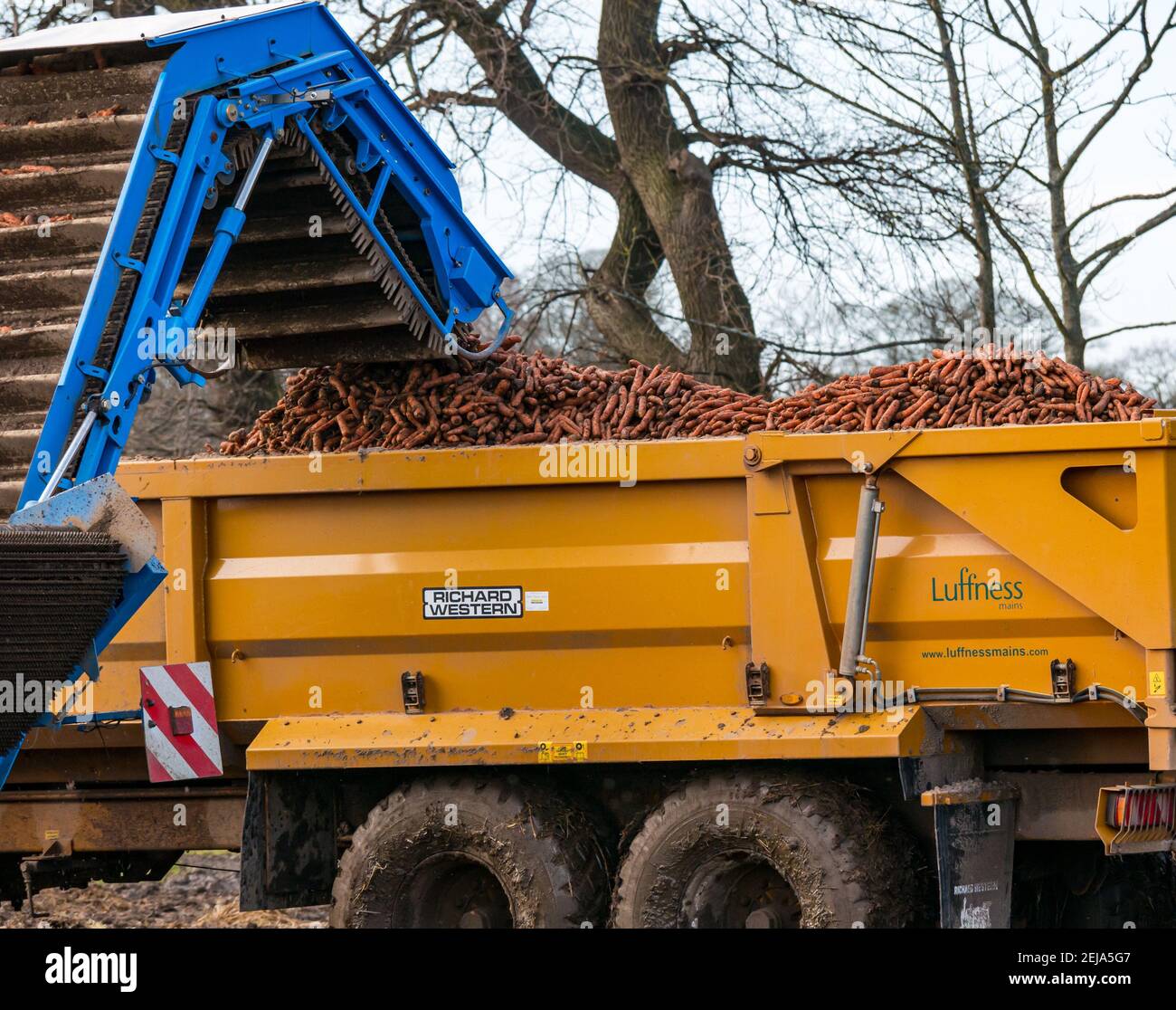 East Lothian, Scotland, UK, 22nd February 2021. Carrot harvest ...
