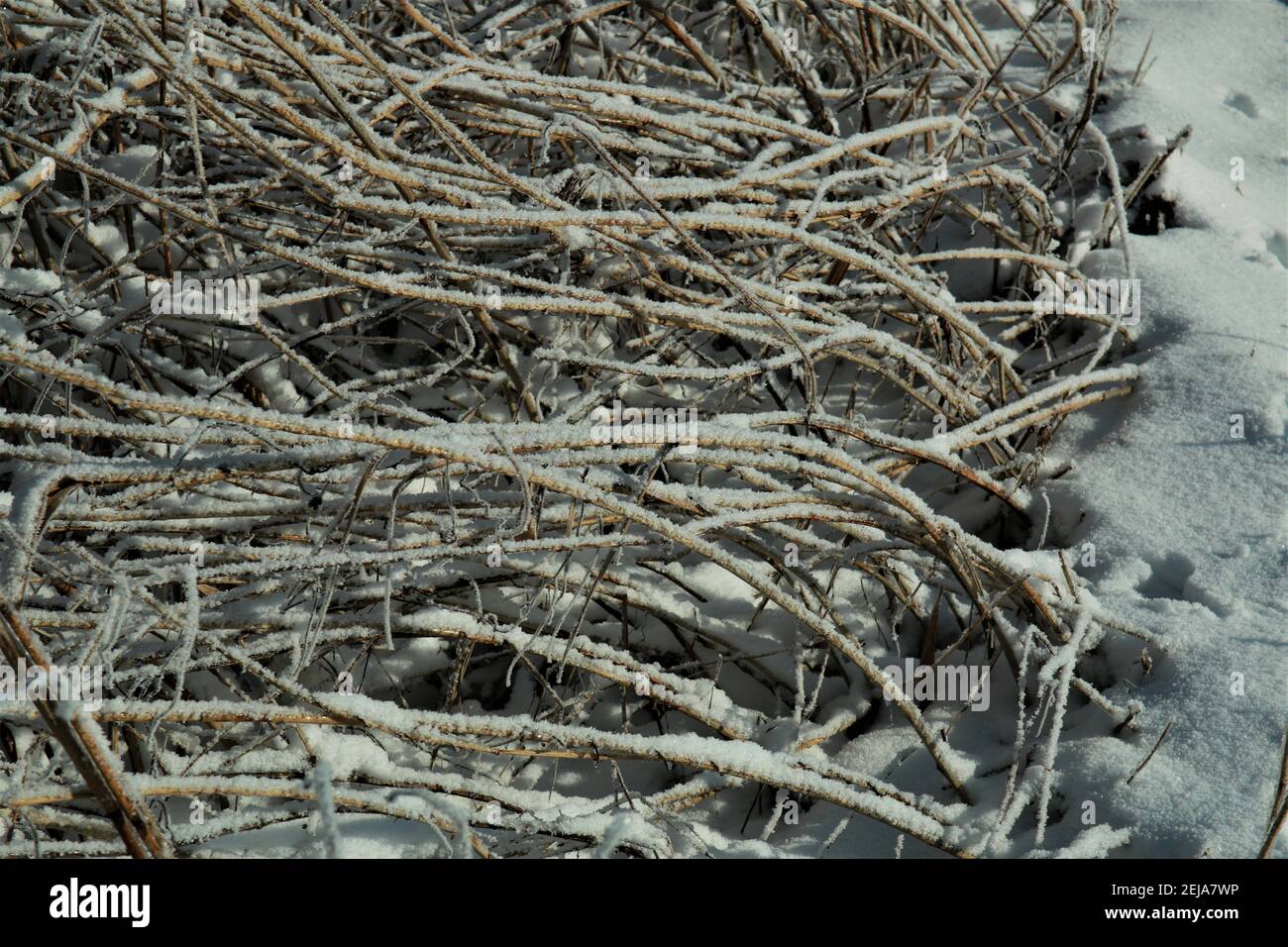 Iced ground hi-res stock photography and images - Alamy
