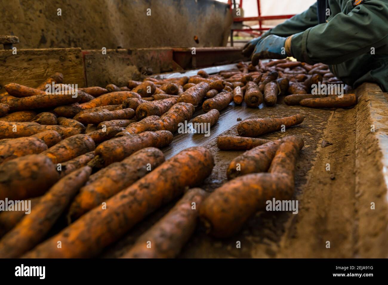 Vegetable Sorting Shed High Resolution Stock Photography and Images - Alamy
