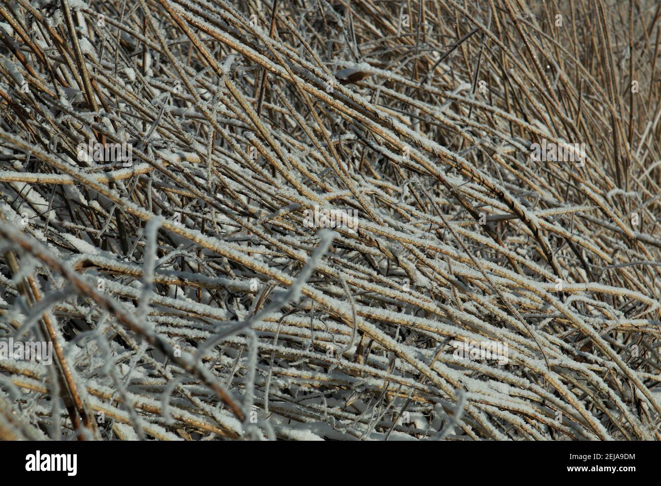 Iced ground hi-res stock photography and images - Alamy