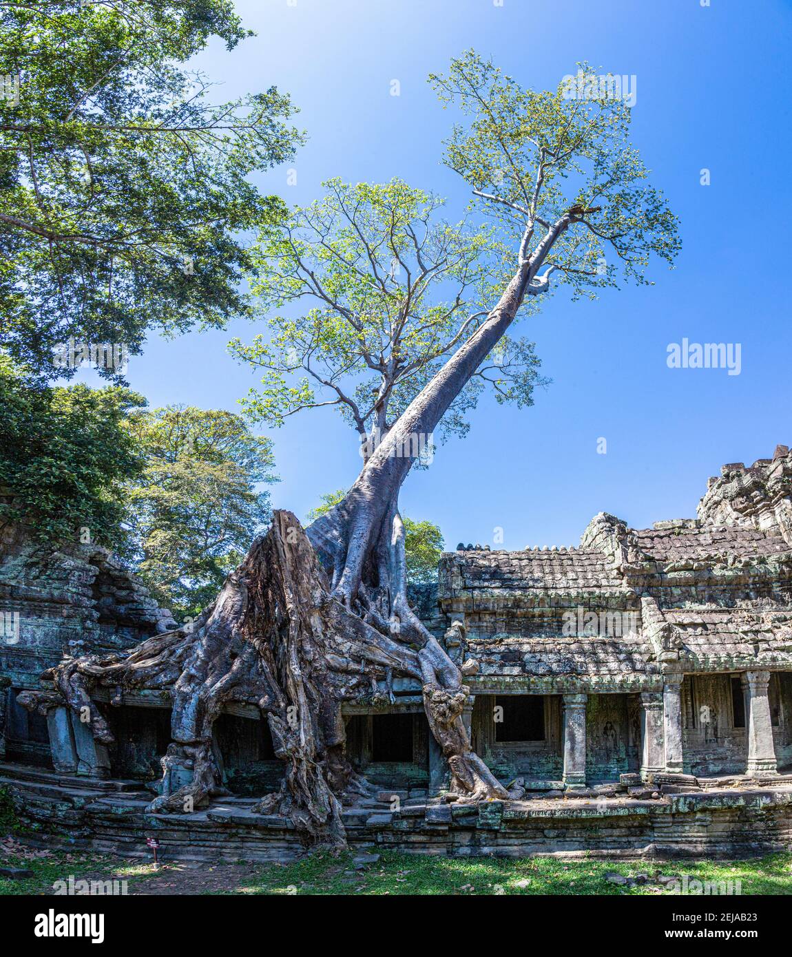 Picture of jungle trees overgrowing the ruins of Angkor Wat in Cambodia ...