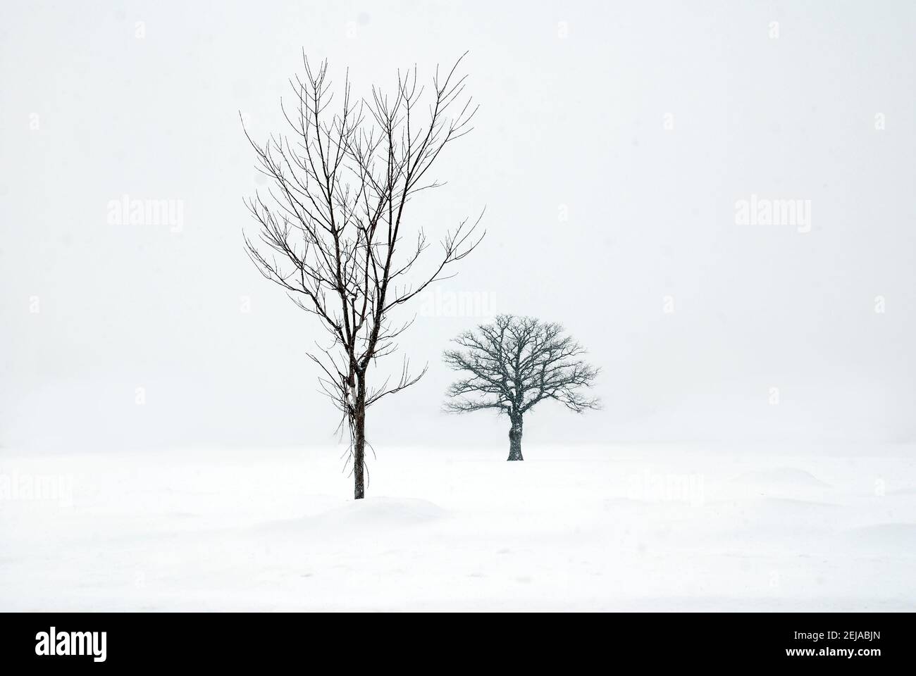 Winter scene with two barren trees in snowy field Stock Photo - Alamy