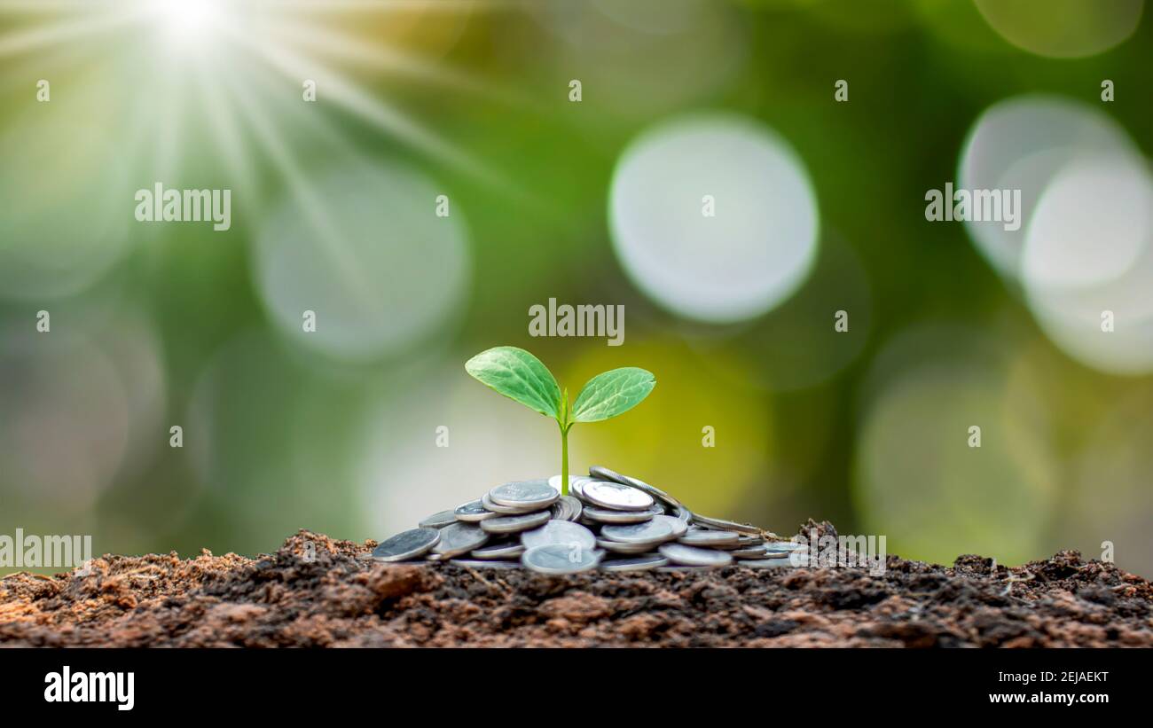 The saplings that grow on the pile of coins include the white light ...