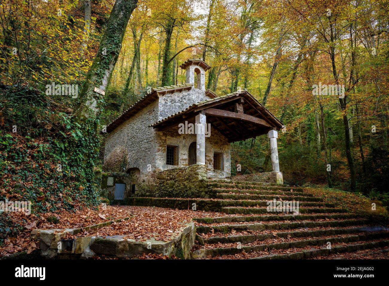 Planta de haya hi-res stock photography and images - Alamy