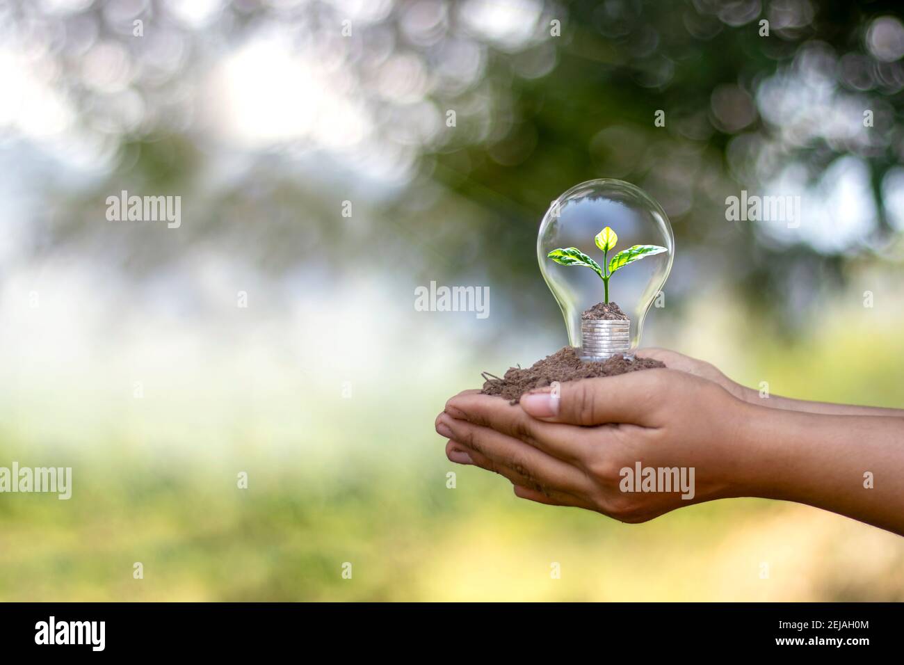 People hand holding energy saving light bulbs and small trees planted ...