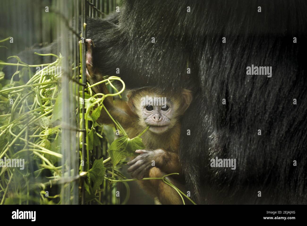 A 21-days-old female Javan Lutung baby (Trachypithecus auratus), named ...