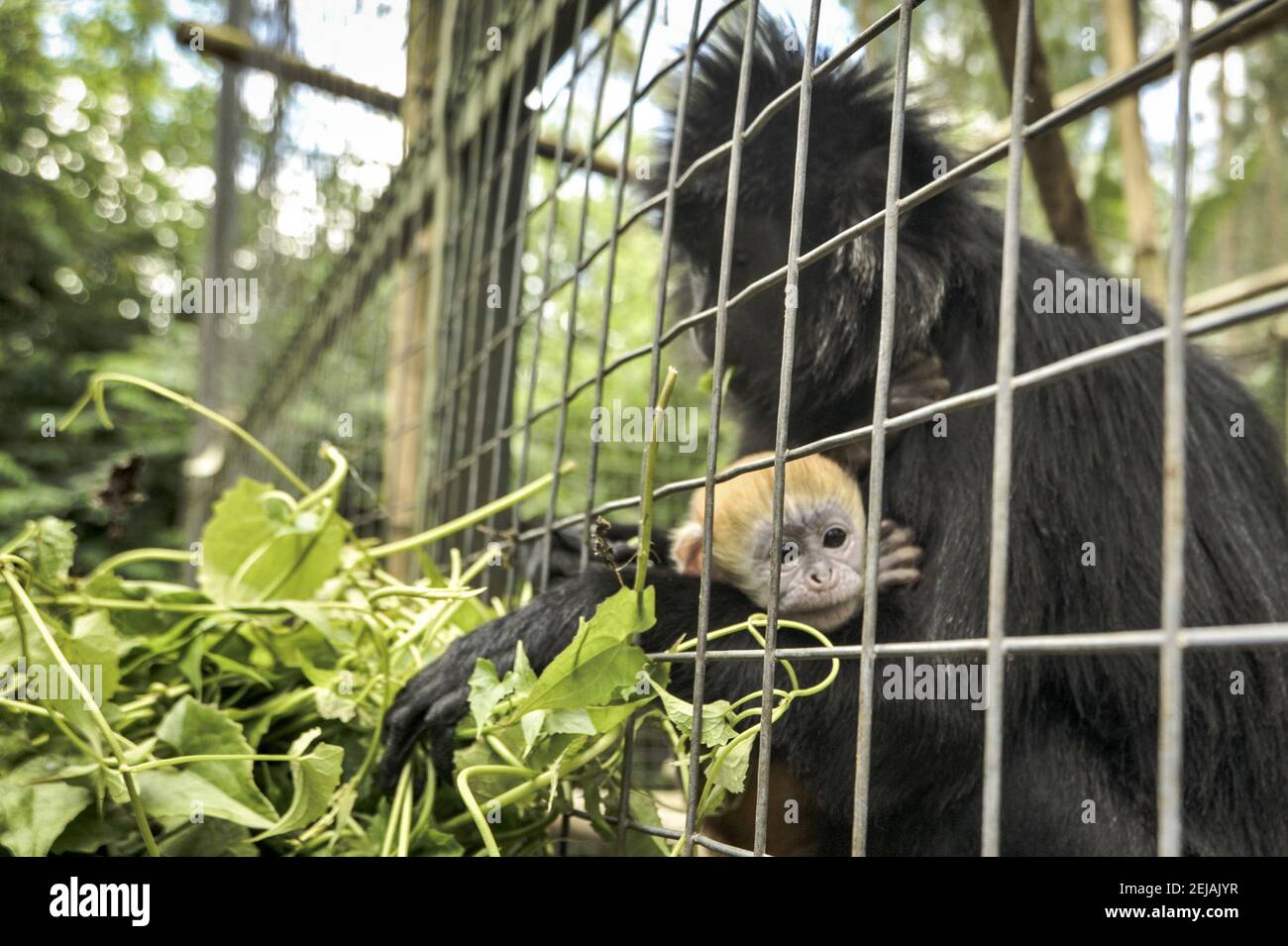 A 21-days-old female Javan Lutung baby (Trachypithecus auratus), named ...