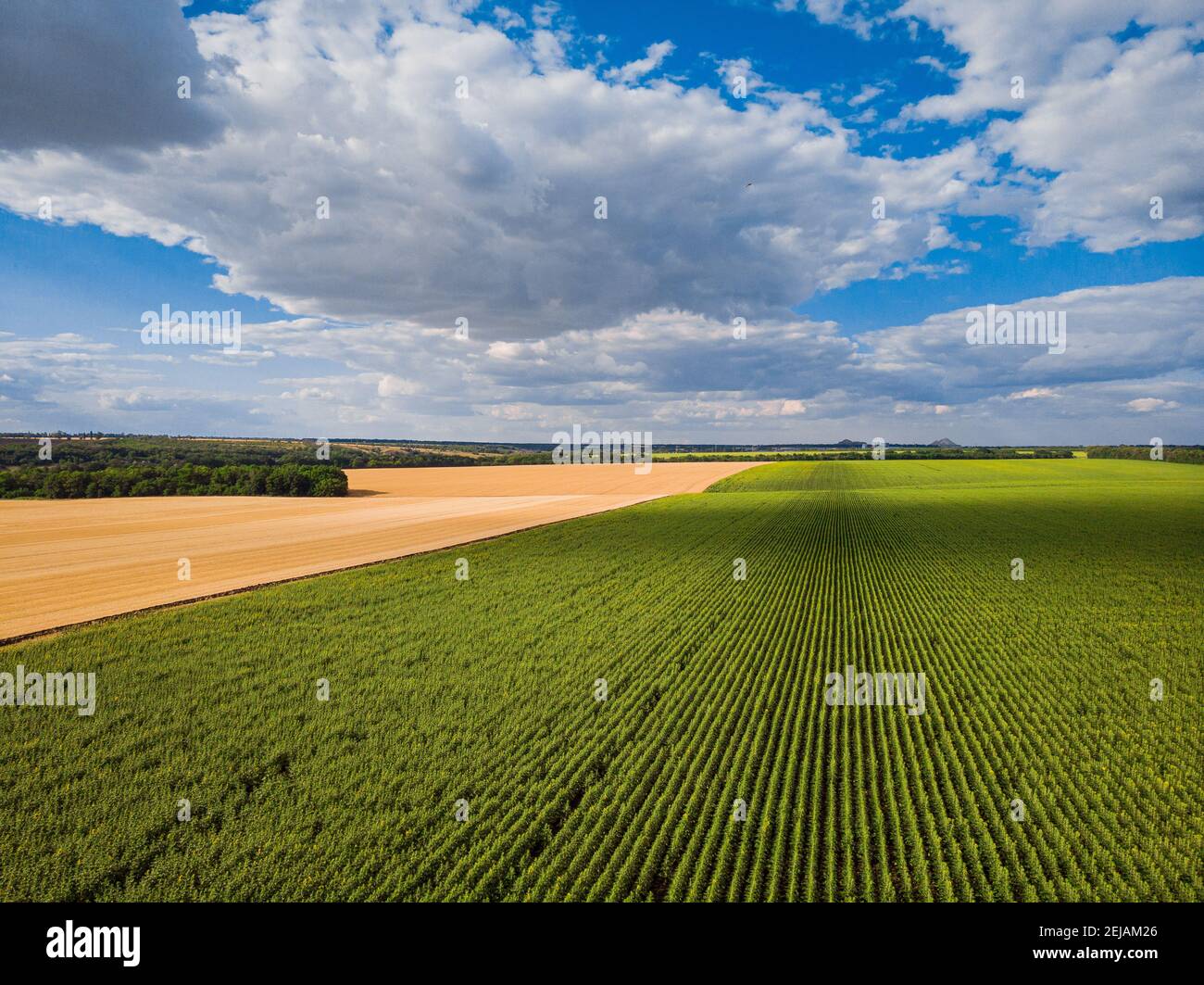Aerial Flying over Blooming yellow sunflowers field with blue cloudless ...