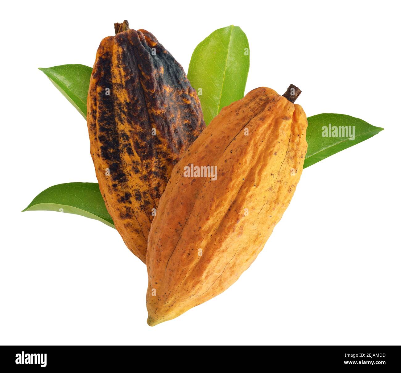 Cocoa fruit and chocolate hi-res stock photography and images - Alamy