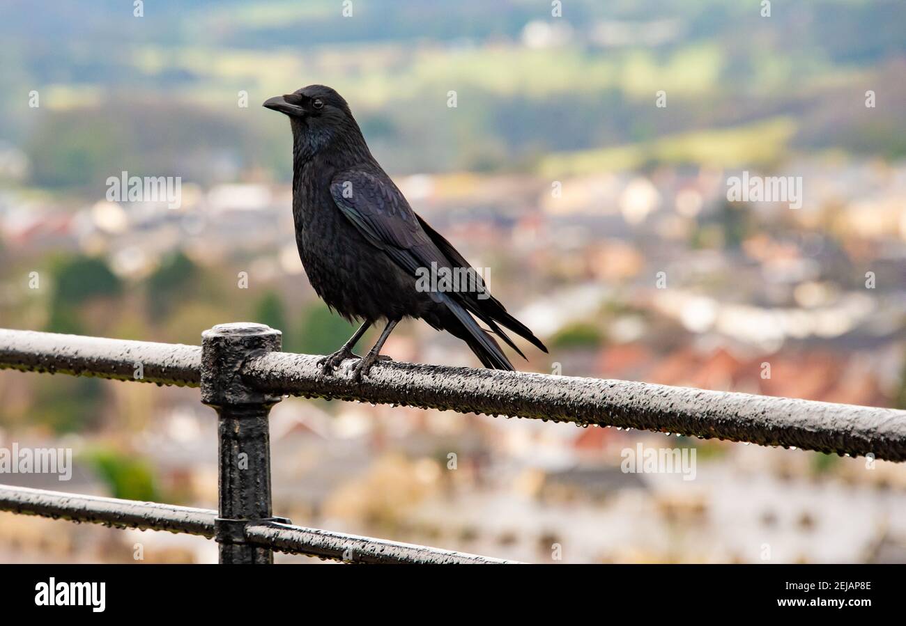 Uk crow hi-res stock photography and images - Alamy