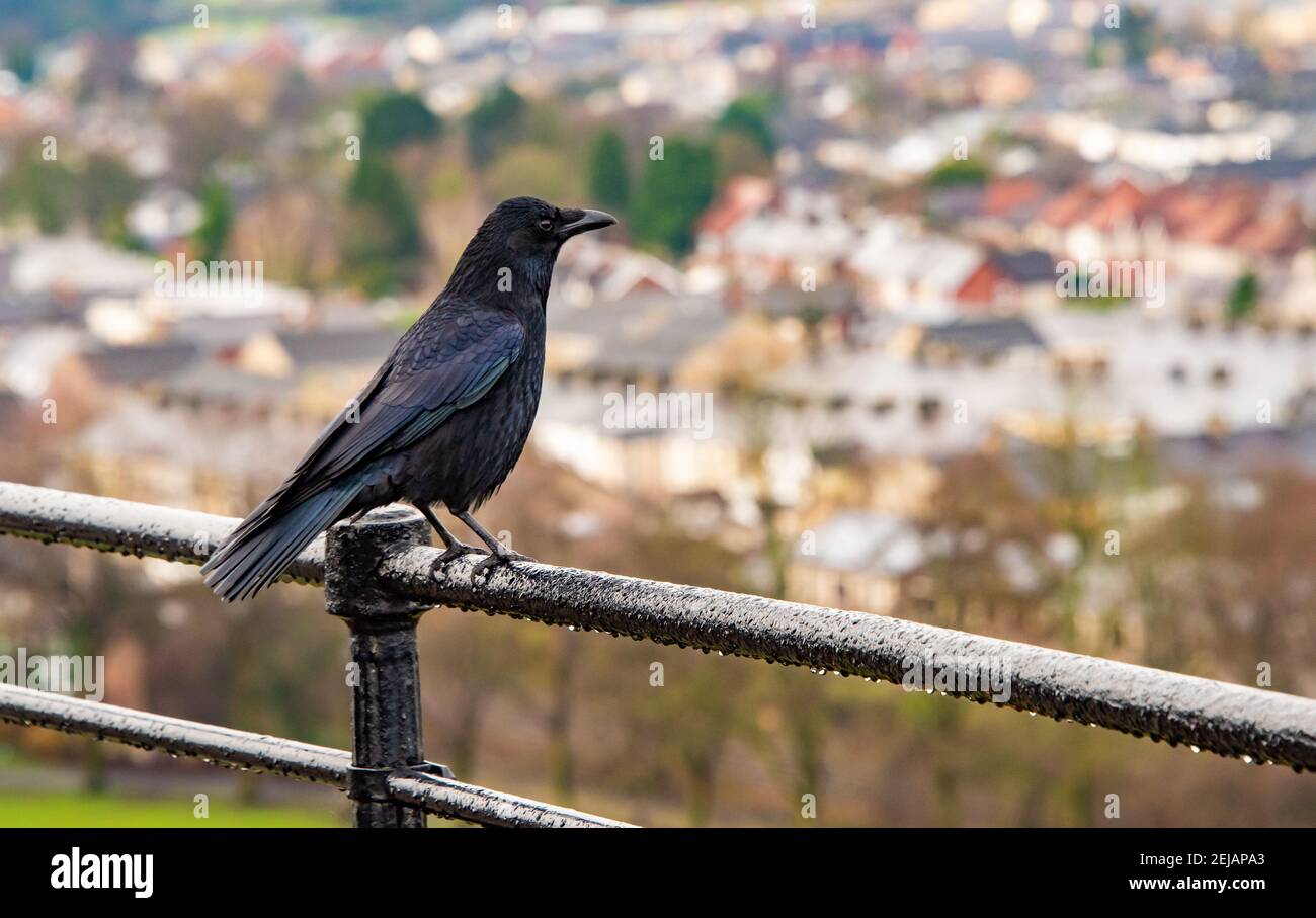 Uk crow hi-res stock photography and images - Alamy