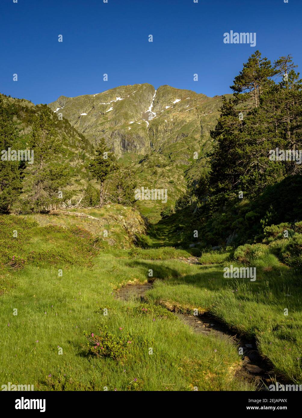 Parque natural monte verde hi-res stock photography and images - Alamy