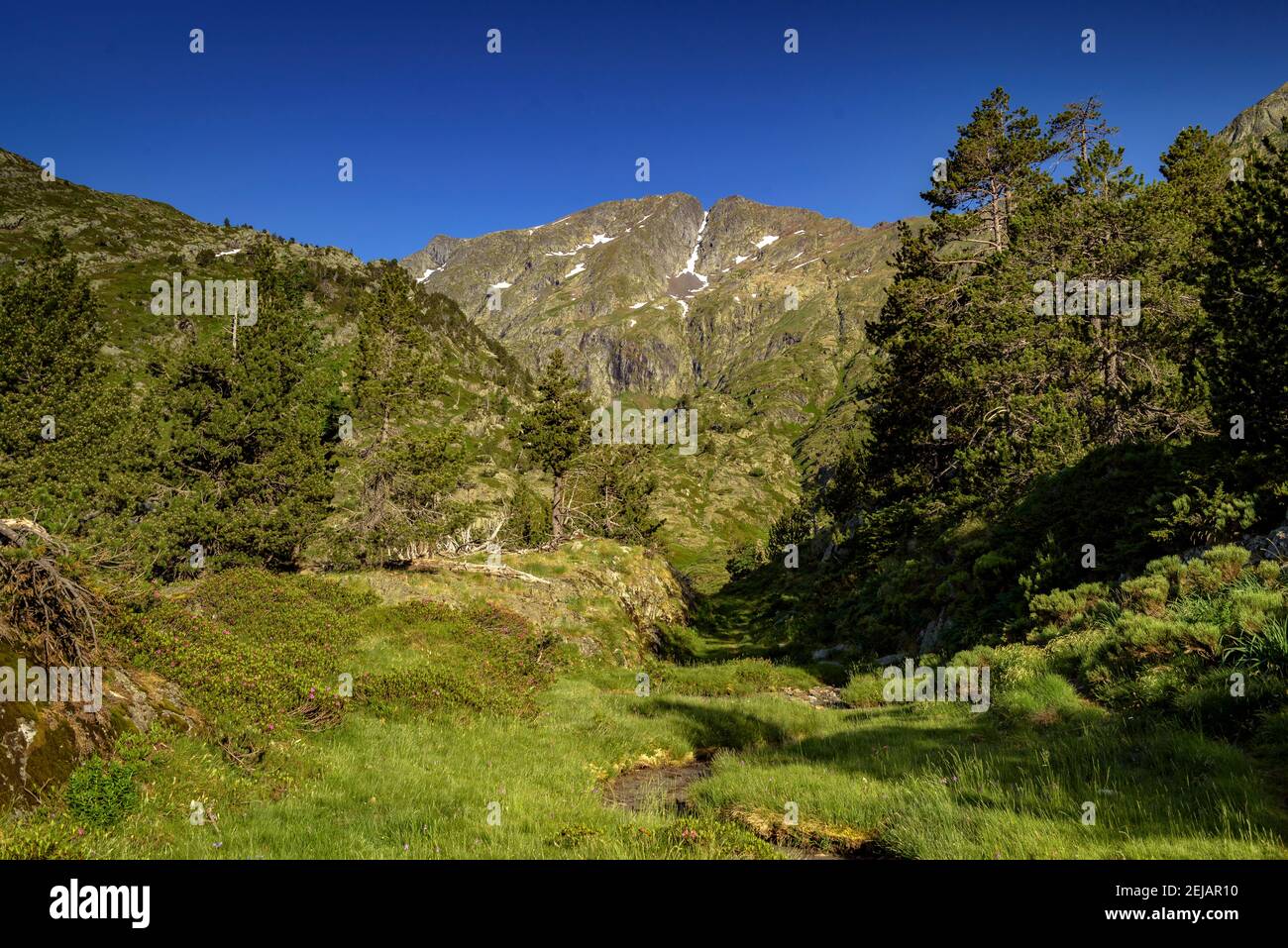 Parque natural monte verde hi-res stock photography and images - Alamy