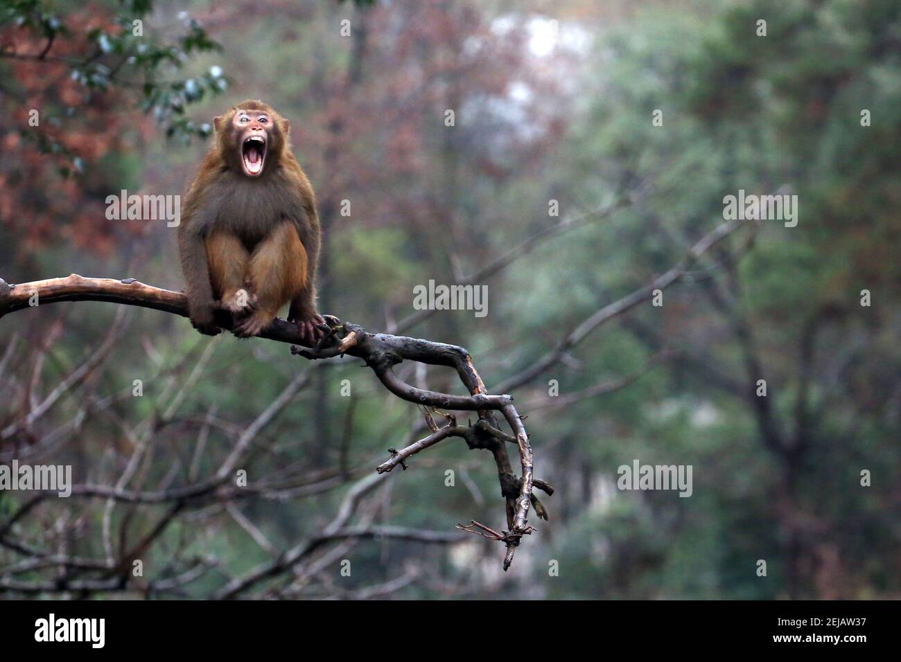 The wild macaques play at Qianlingshan park in Bijie,Guizhou,China on ...