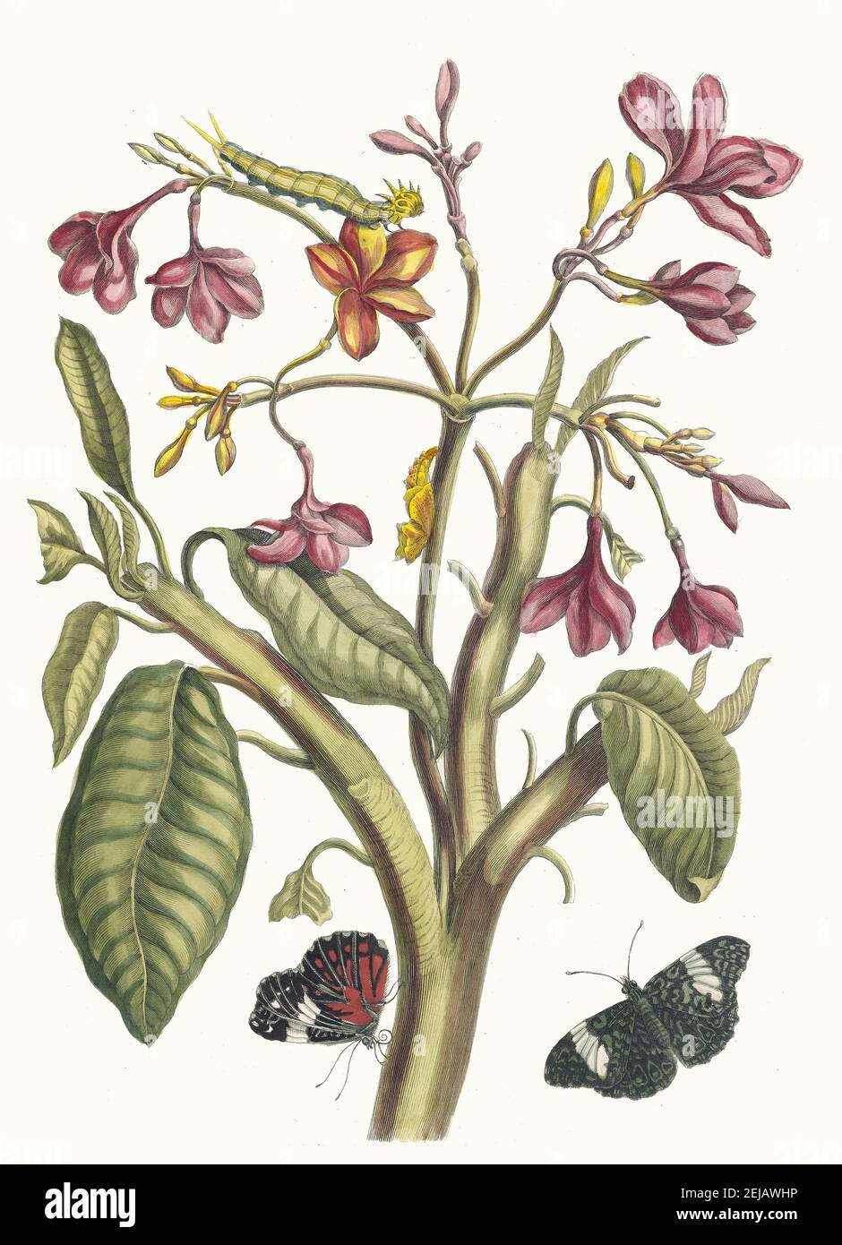 Jasmin des Indes. From the Book Metamorphosis insectorum Surinamensium ...
