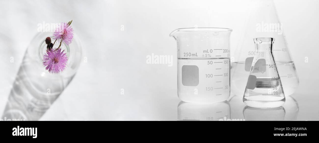 natural pink flower in flask with clear beaker and glassware in ...