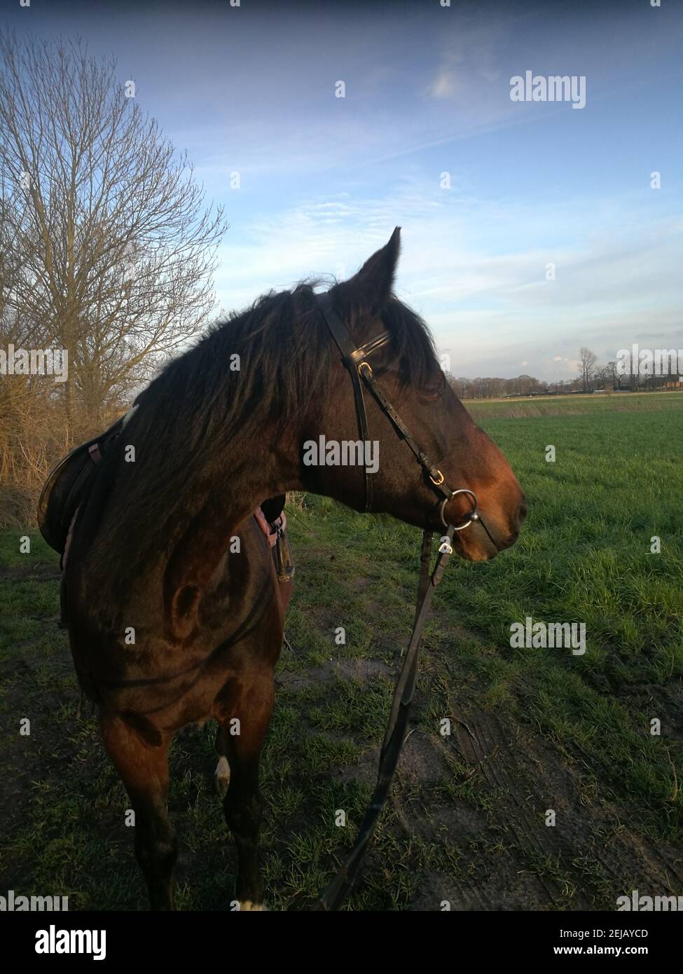 A portrait of a horse looking back standing on a pasture Stock Photo ...